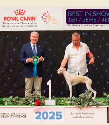 Résultats - Elevage du castel minervois - eleveur de chiens Whippet